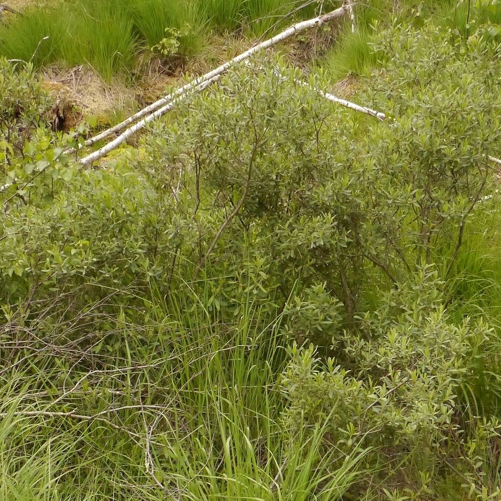 bog myrtle from 41300 Souesmes, France on June 15, 2012 at 09:44 AM by ...