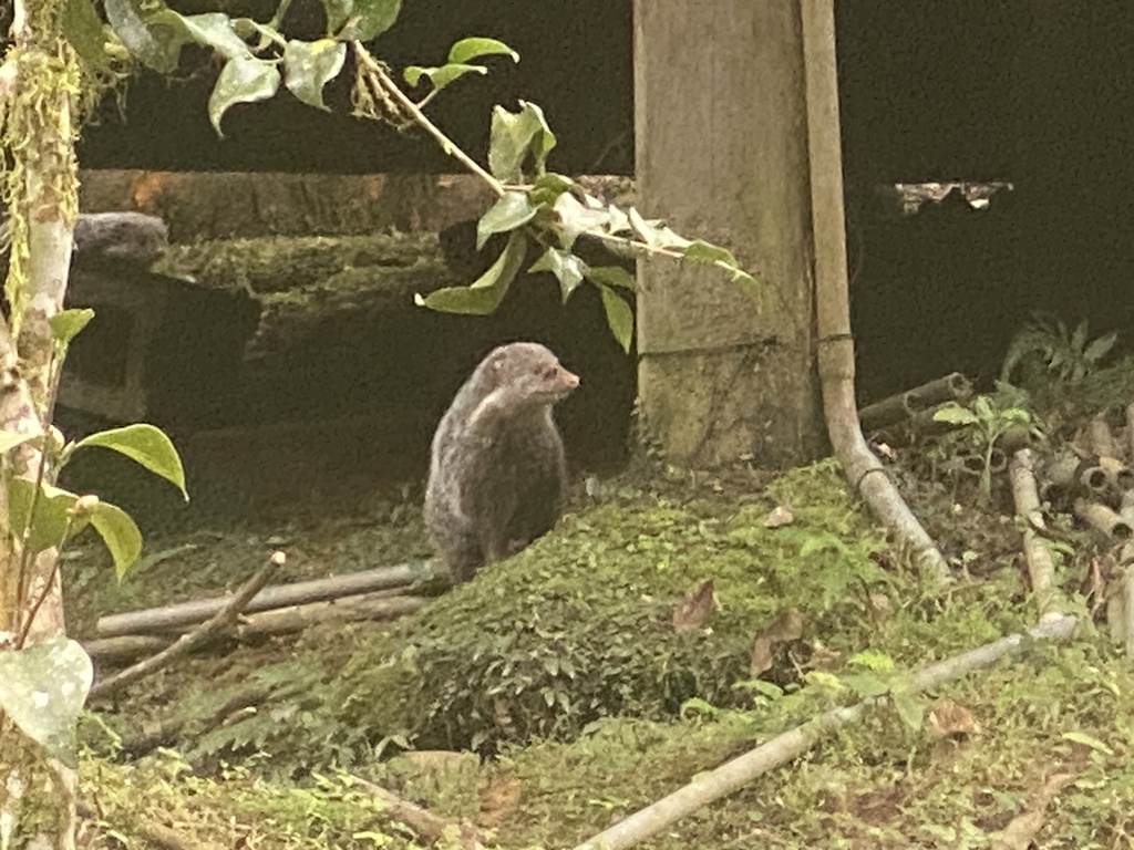 Taiwan Crab-eating Mongoose in January 2024 by Littlejump Chen ...