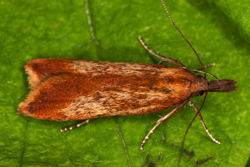 Worcester crest from 94136 Thyrnau, Deutschland on June 15, 2010 at 11: ...