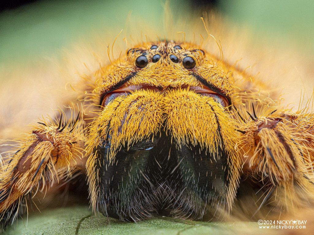 David Bowie Spider from Kedah, Malaysia on January 21, 2024 at 04:45 AM ...