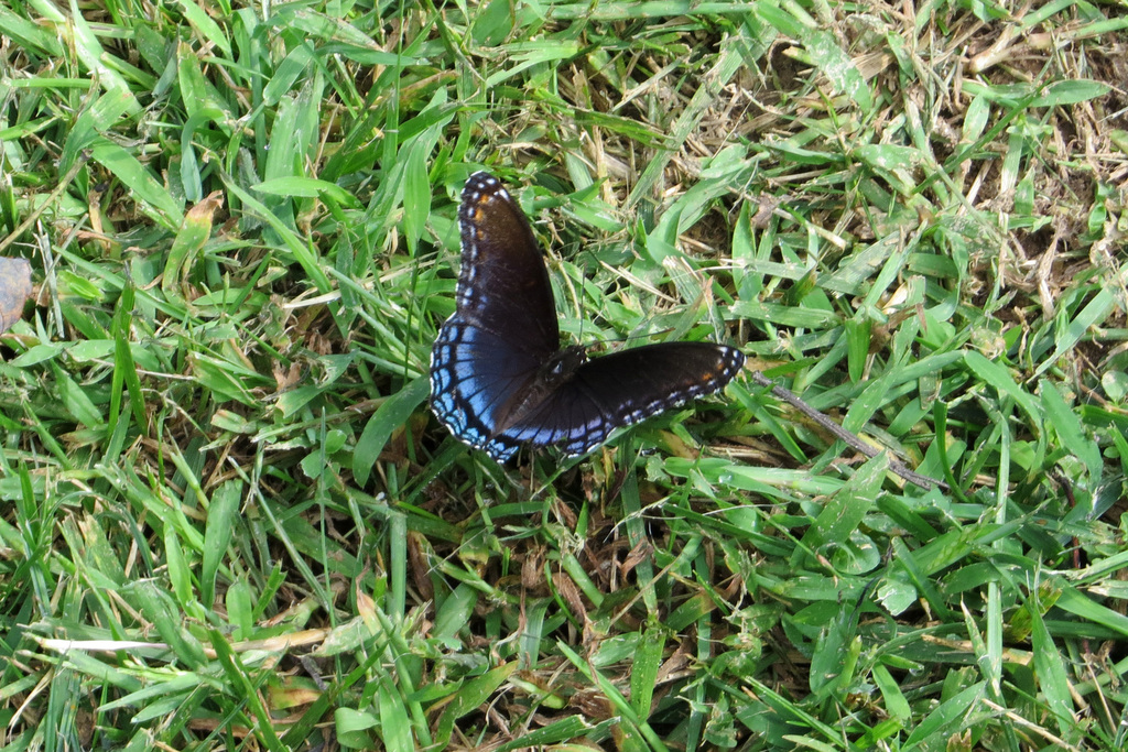Red-spotted Purple from Howard County, MD, USA on August 26, 2017 at 10 ...