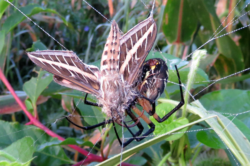 Yellow Garden Spider from Still Pond, Maryland, United States on August ...