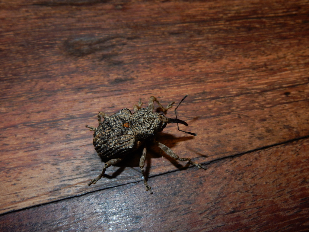 African Cashew Weevil from Distretto di Bilene Macia, Mozambico on ...