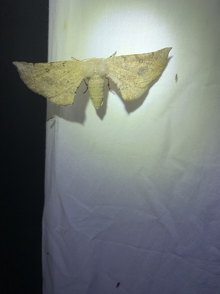 Broken Leaf Moth from Meadow Valley Ward, Greenvale, VIC, AU on ...