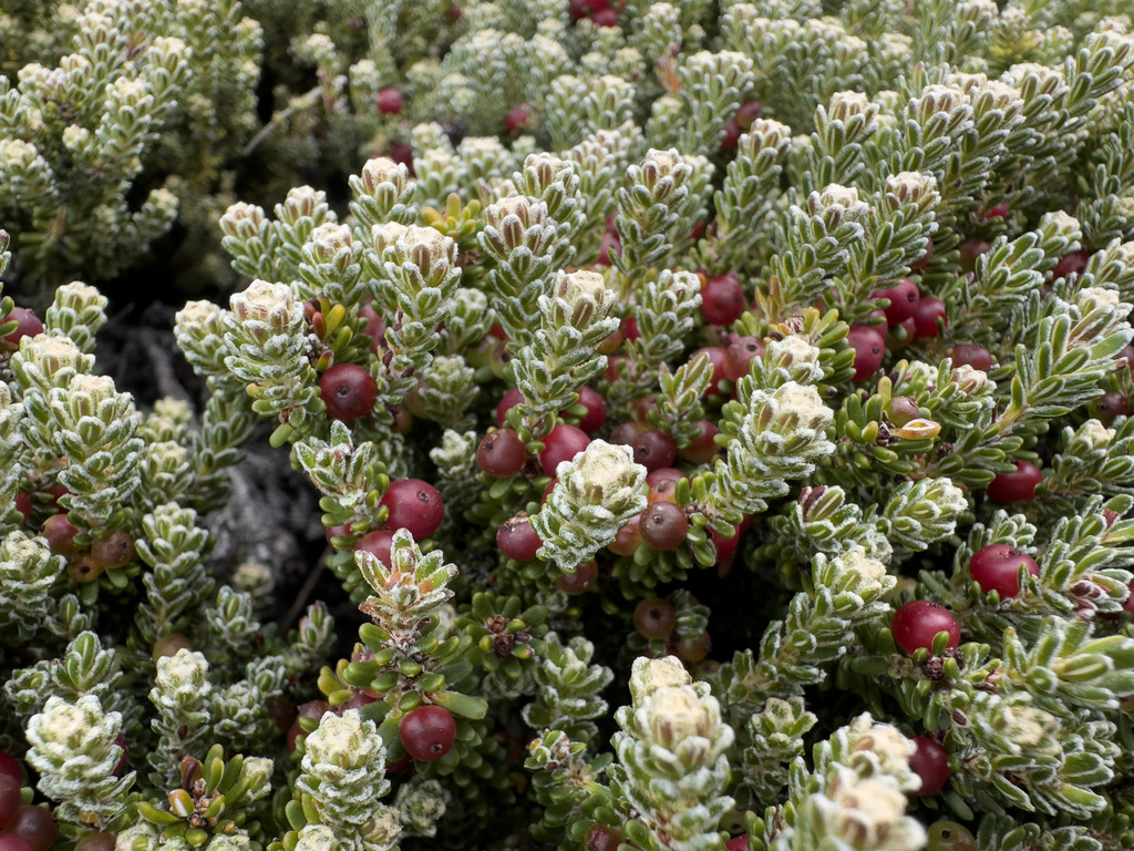 Diddle-dee from Falkland Islands on 30 January, 2024 at 02:56 PM by ...