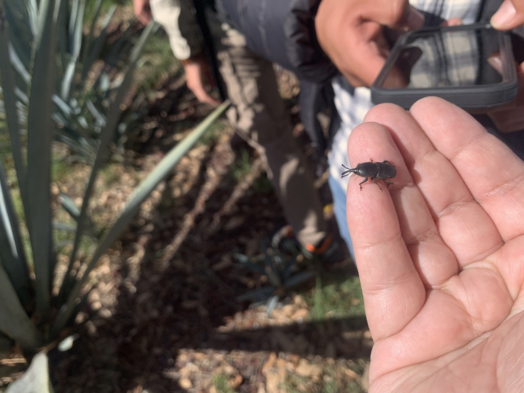 Sisal Weevil from Universidad de Guadalajara - Centro Universitario de ...