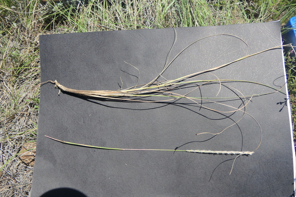 Wire Grass from Barkly East, 9786, South Africa on January 31, 2024 at ...