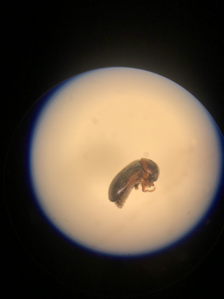 Colotes javeti from Calle de Canarias, Fuenlabrada, Madrid, ES on ...