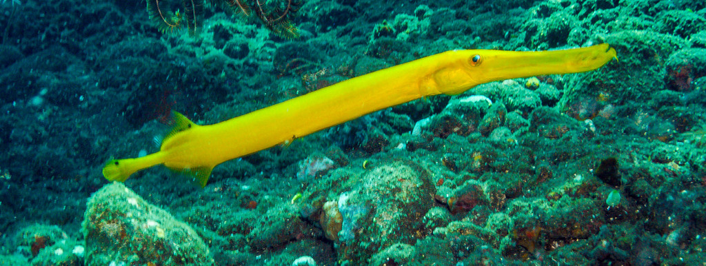 Pacific Trumpetfish from Soraya Point, Bali on December 26, 2023 at 10: ...