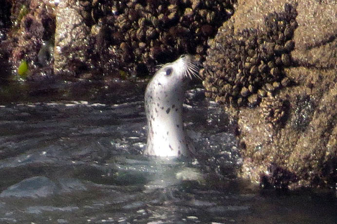 Pacific Harbor Seal from Sonoma County, CA, USA on August 10, 2015 at ...