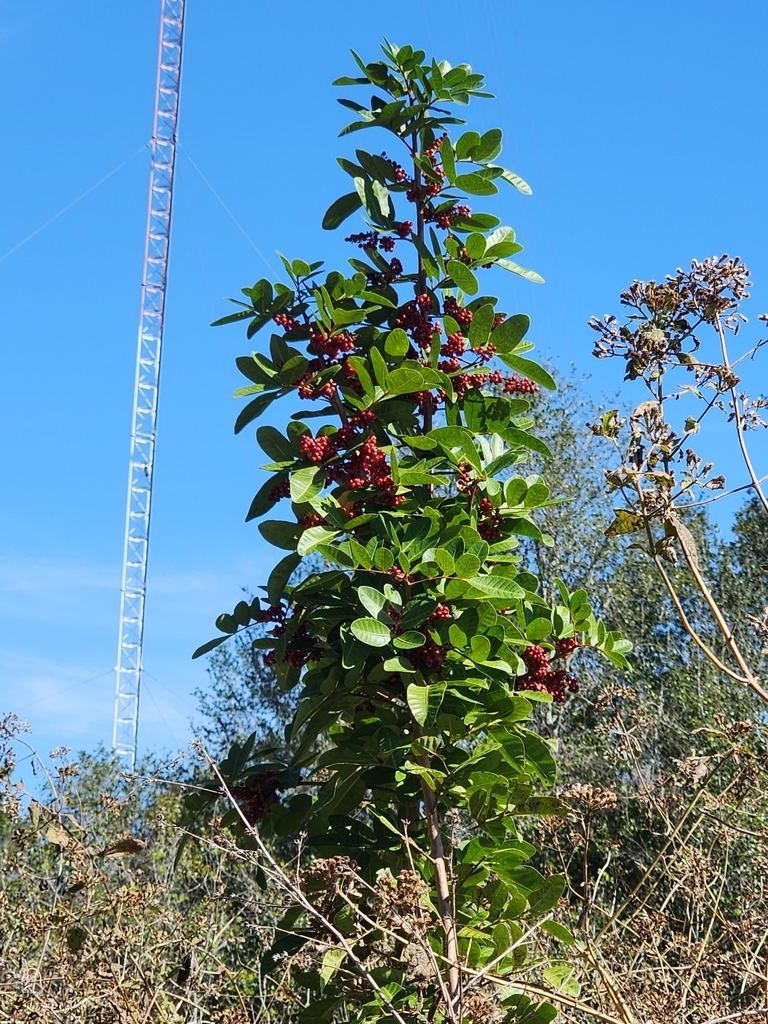 Brazilian pepper from Melbourne, FL 32905, USA on February 1, 2024 at ...
