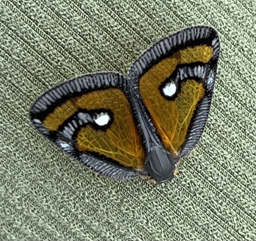 Winged and Once-winged Insects from Kiunga Western Province, Papua New ...