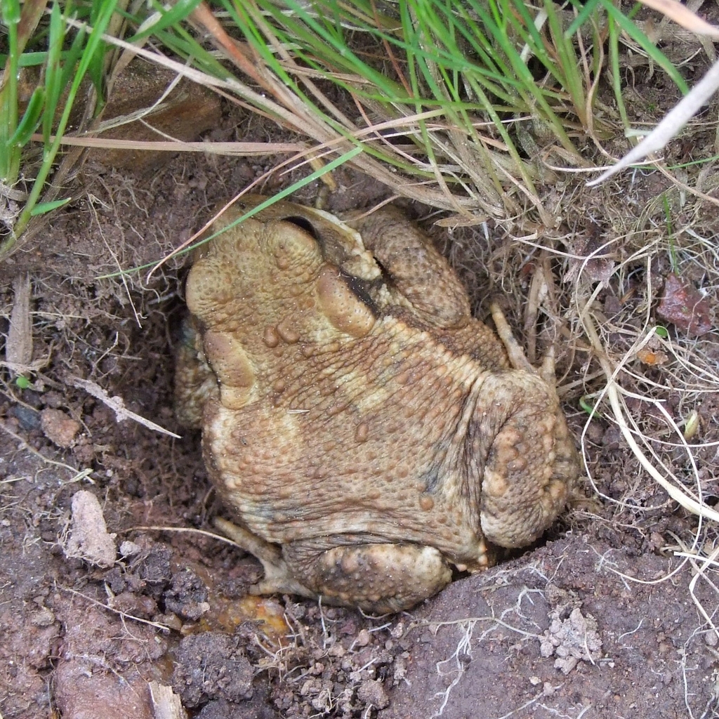 Spiny Toad from Mouen Mairie, 14790 Mouen, France on September 20, 2010 ...