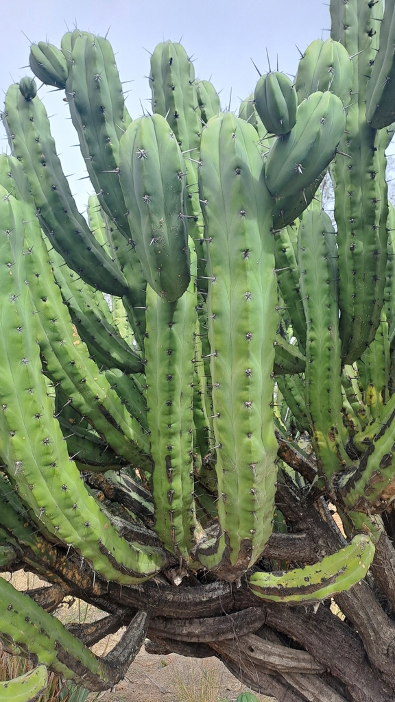 Blue Myrtle-cactus from 42404 Huichapan, Hgo., México on January 30 ...