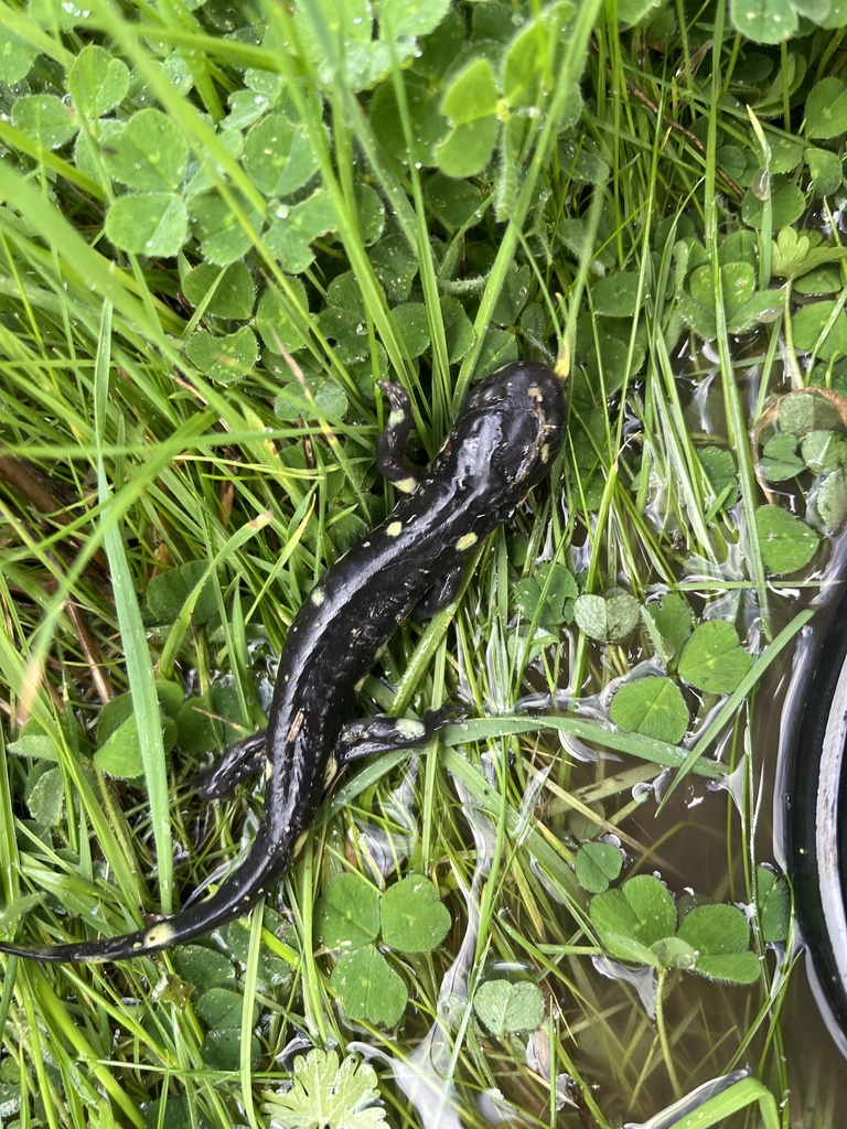 California Tiger Salamander in February 2024 by Perry Gray · iNaturalist