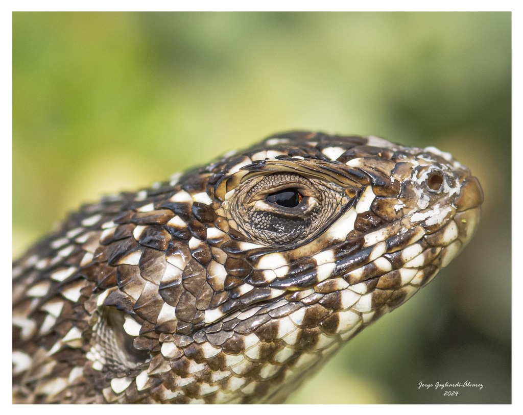 Shiny Smooth-throated Lizard from Valparaíso, CL on January 27, 2024 at ...