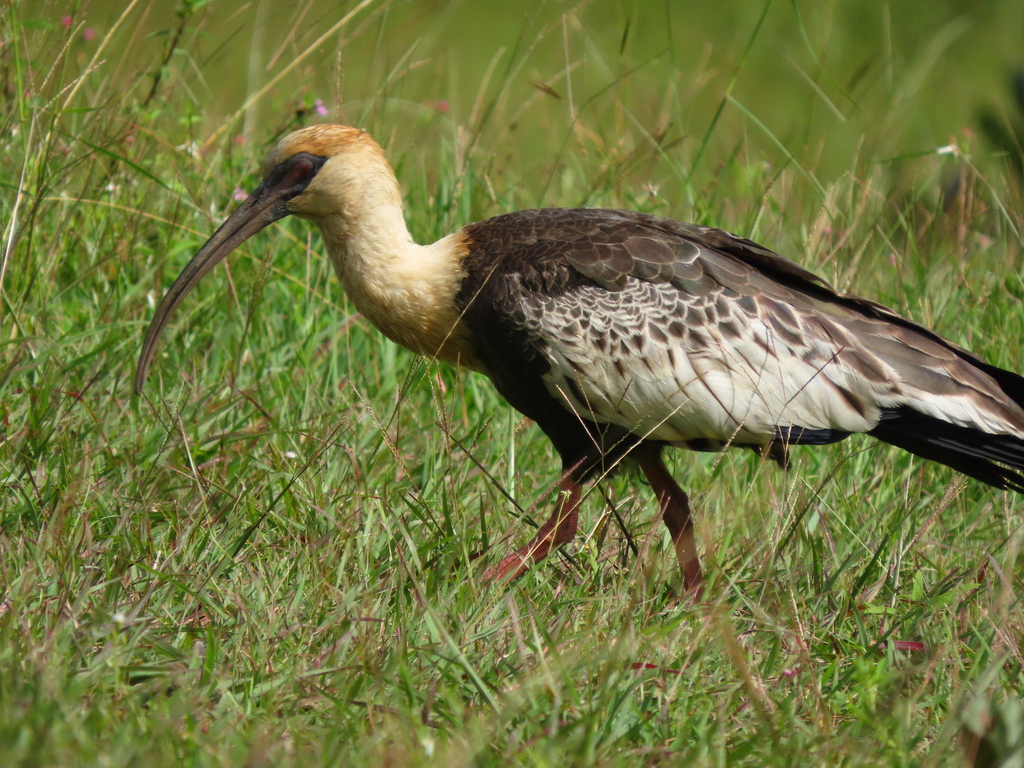 Buff-necked Ibis from Inza, Cauca, Colombia on June 23, 2023 at 02:52 ...