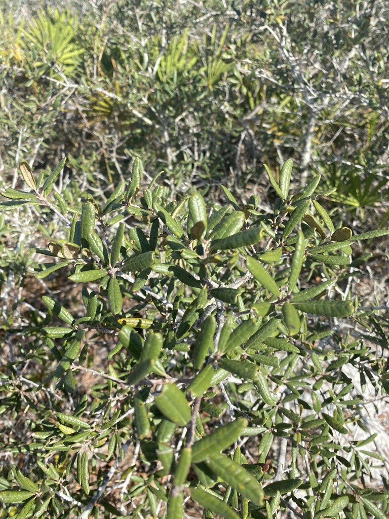 sand live oak from Allen David Broussard Catfish Creek Preserve State ...