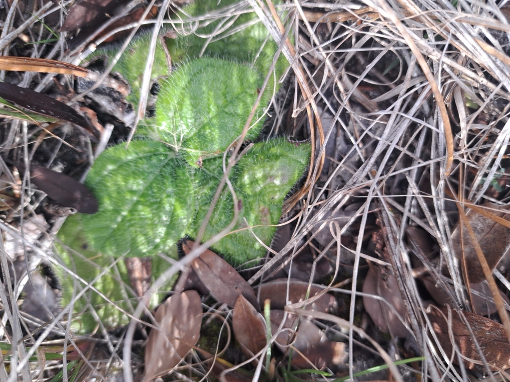 Rayless Sunflower from Wiggins, MS 39577, USA on February 1, 2024 at 11 ...