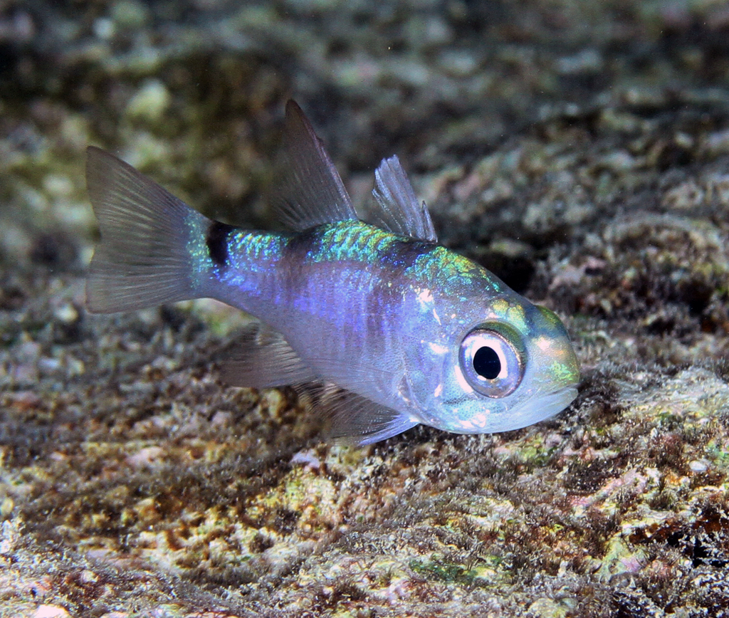 Ghost Cardinalfish from Irabu, Miyakojima, Okinawa, Japan on October 24 ...