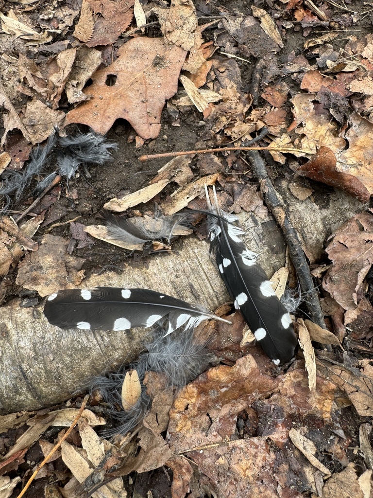 Dryobates Woodpeckers from Burd Coleman Rd, Cornwall, PA, US on ...