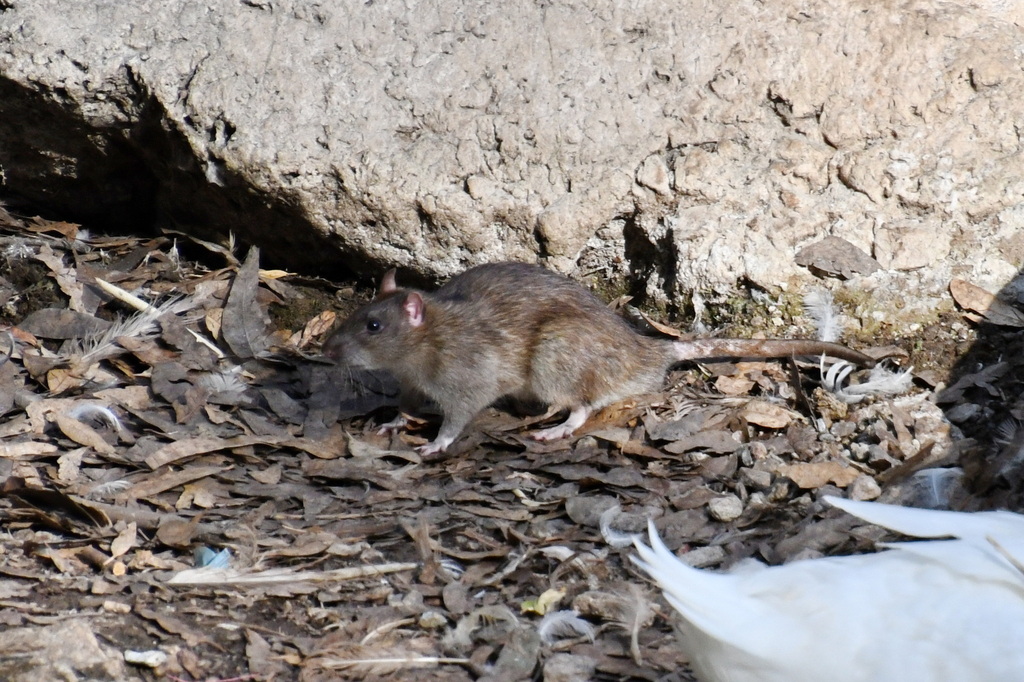Rata gris asiática desde Zona A, Tecnologica, Zacatecas, Zac., Mexico ...