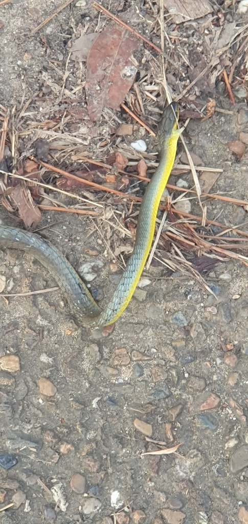 Common Tree Snake from Gaven QLD 4211, Australia on February 01, 2024 ...