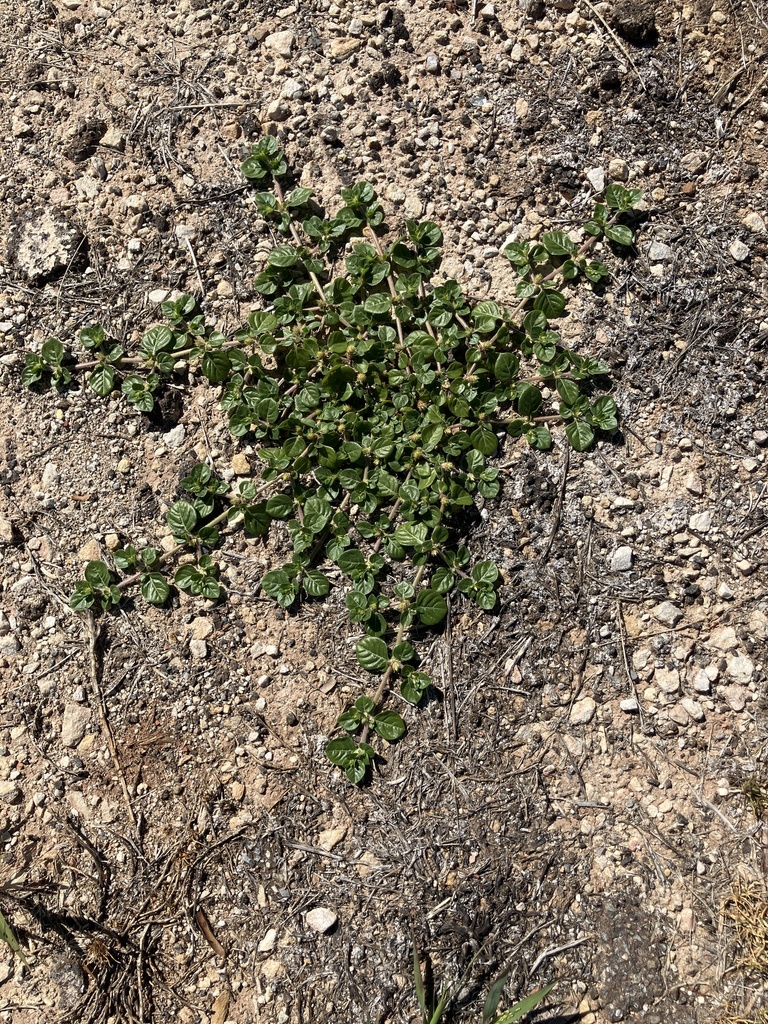 creeping chaffweed from Atlanta St, Elizabeth East, SA, AU on February ...