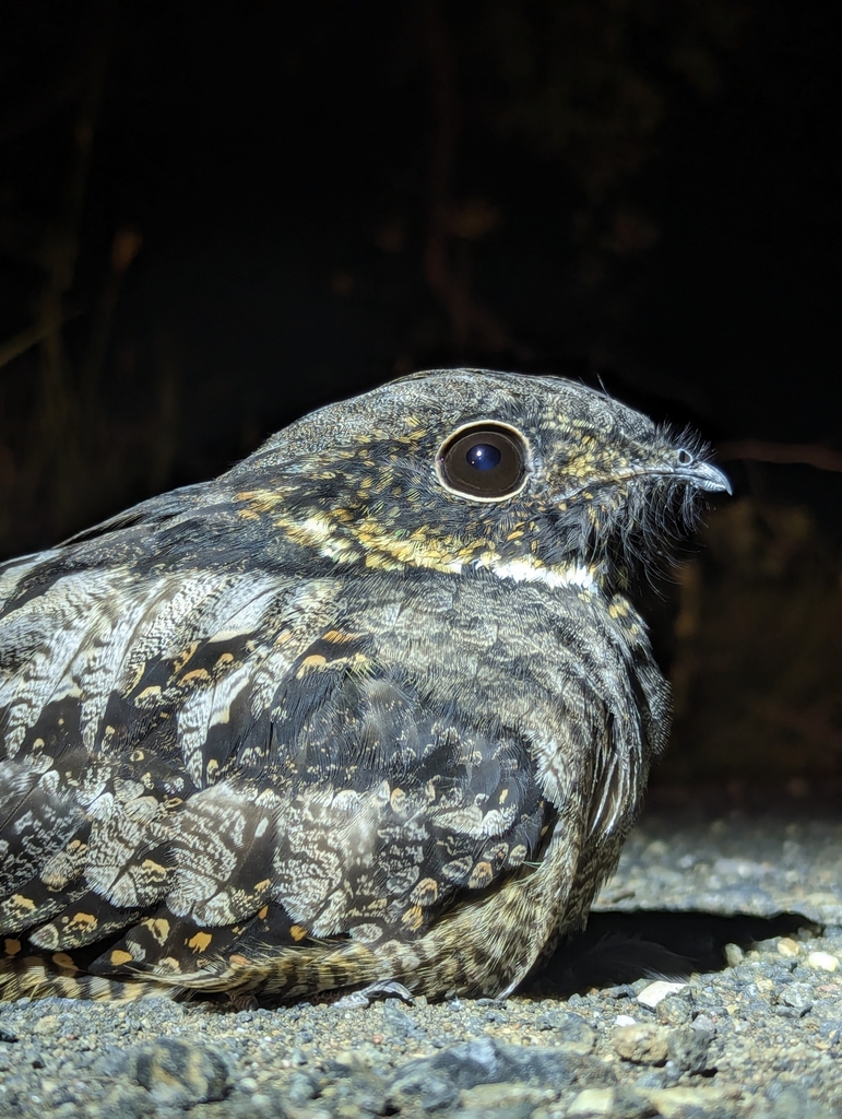 White-throated Nightjar from Undullah QLD 4285, Australia on January 25 ...