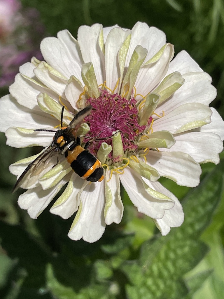 Bottlebrush Sawfly from Padua College, Mornington, VIC, AU on February ...
