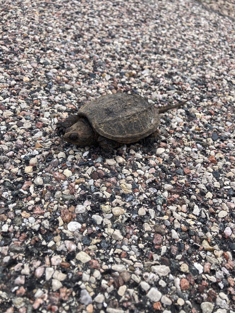 Common Snapping Turtle from CTH-I, Rosholt, WI, US on June 03, 2023 at ...