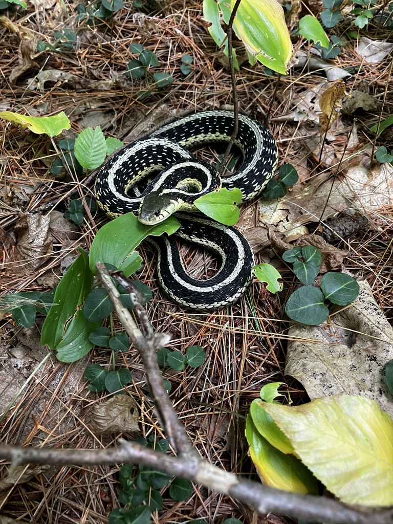 Common Garter Snake from CTH-I, Rosholt, WI, US on June 30, 2023 at 12: ...