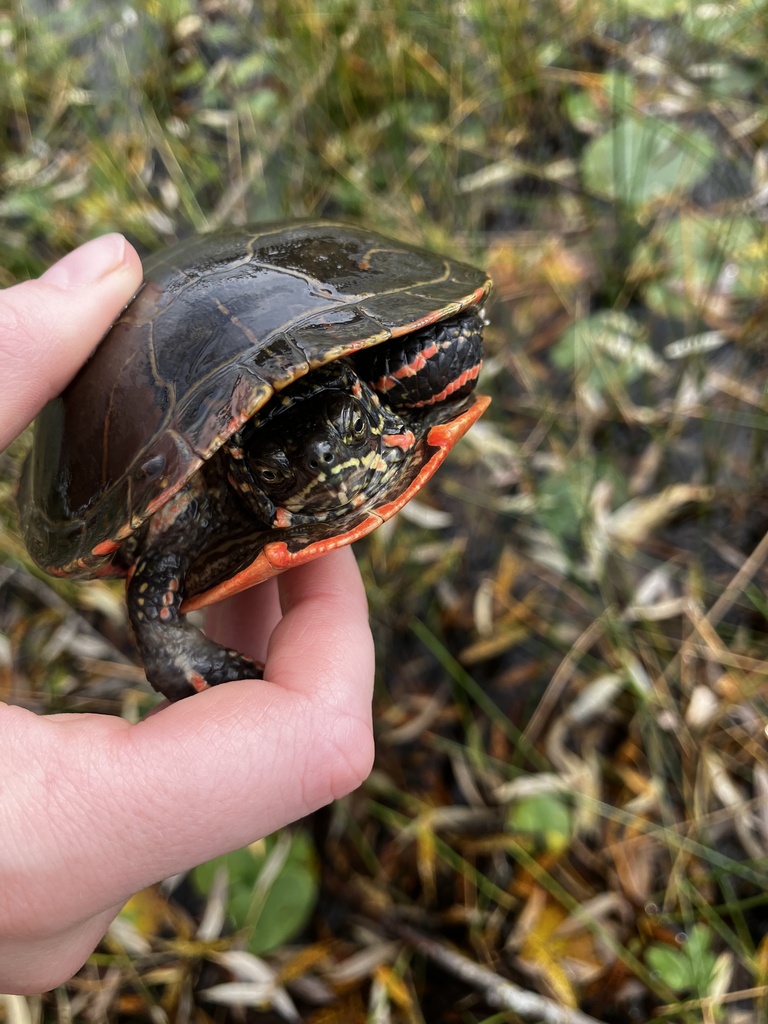 Painted Turtle from Collins Lake, Rosholt, WI, US on September 29, 2023 ...