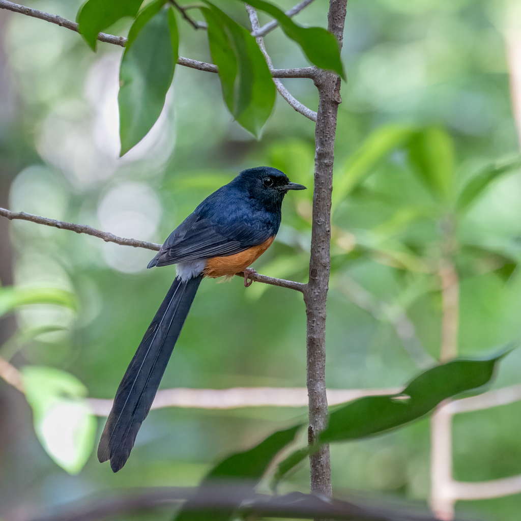 White-rumped Shama in January 2024 by Dan LaVorgna. Note glossy blue ...