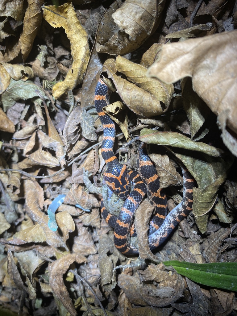 Red-banded Snake from 杭州西湖风景名胜区, 杭州市, 浙江省, CN on July 12, 2022 at 09:47 ...