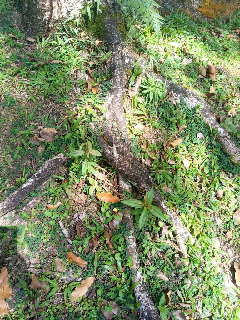 Sumatran Flying Dragon from Choa Chu Kang, Singapore on February 2 ...