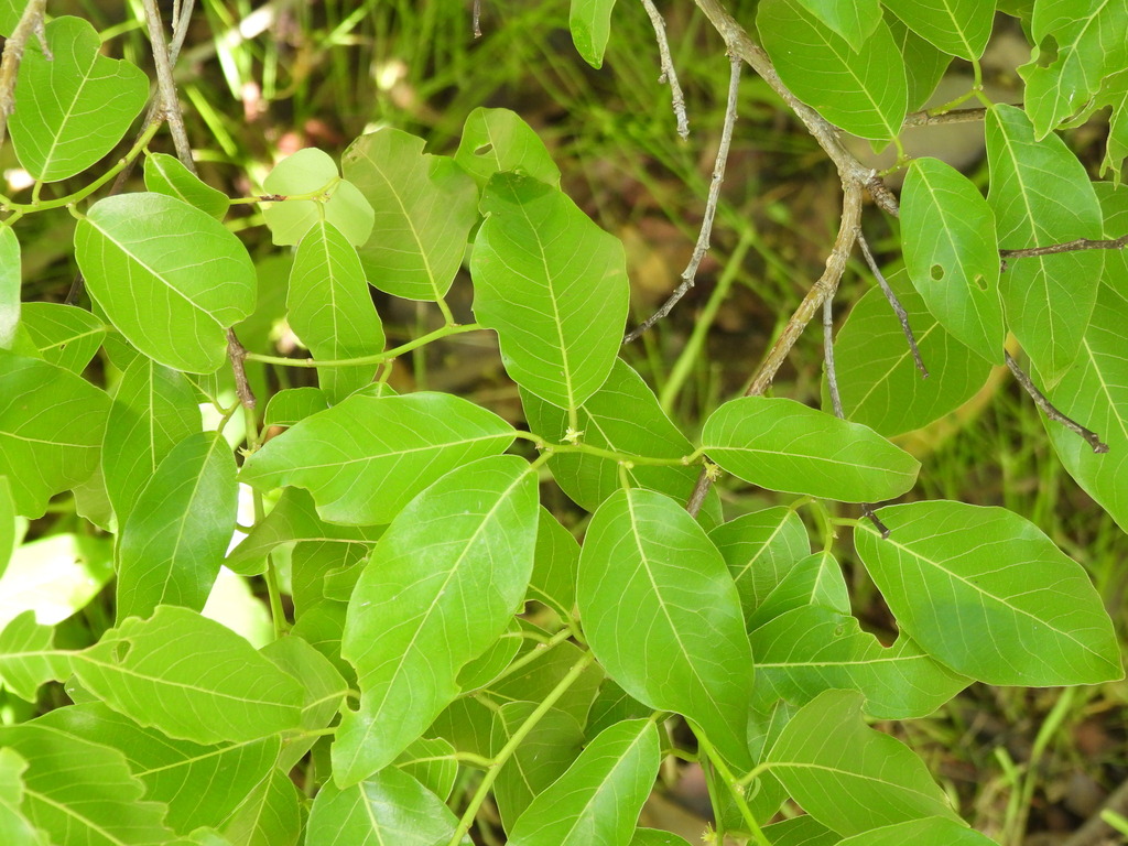 brush ironbark from Montville QLD 4560, Australia on January 3, 2024 at ...