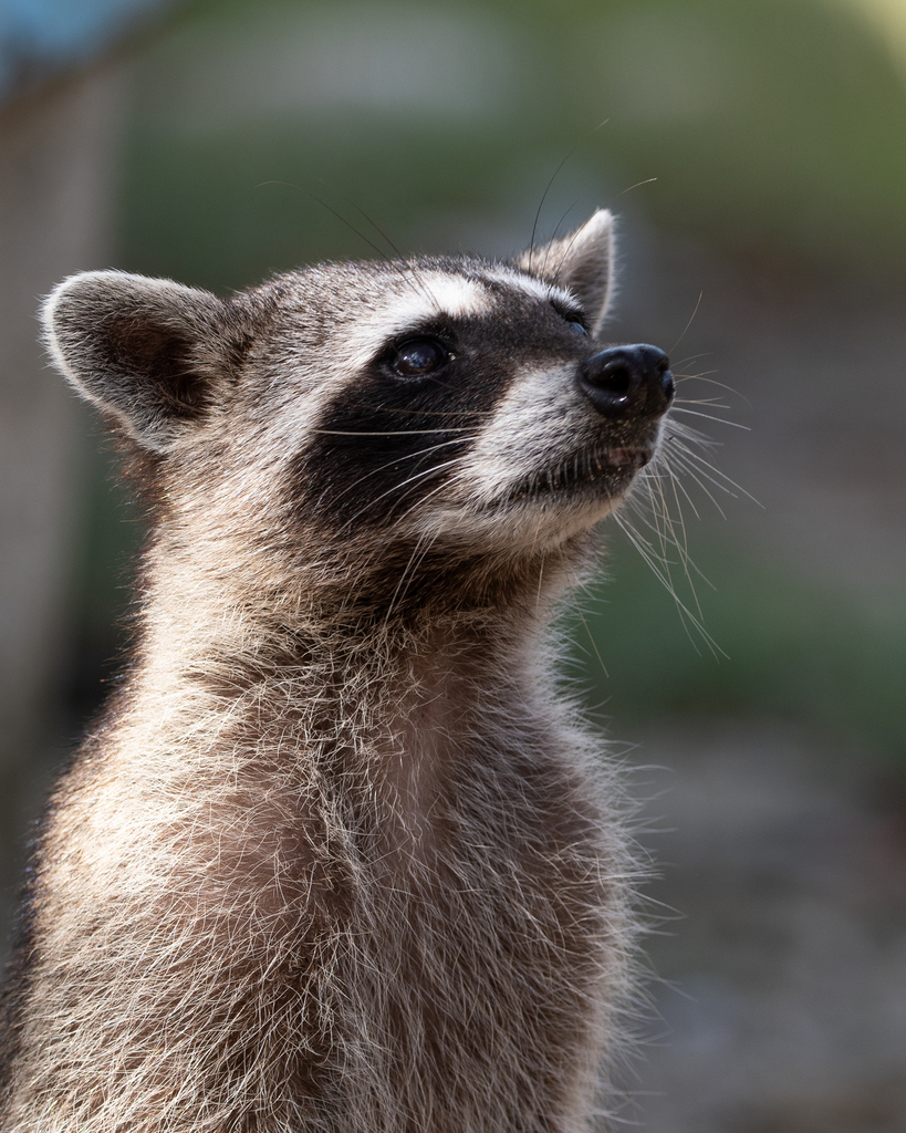 Pygmy Raccoon from Cozumel, Quintana Roo, Mexico on December 23, 2023 ...