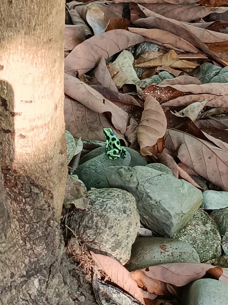 Green-and-black Poison Dart Frog from Cahuita, Limón, Talamanca, Costa ...