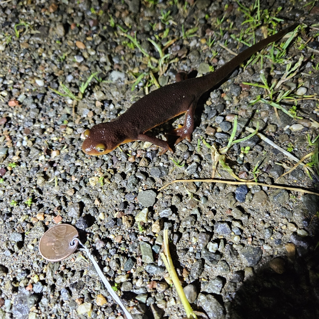 California Newt from Marin County, US-CA, US on February 1, 2024 at 07: ...
