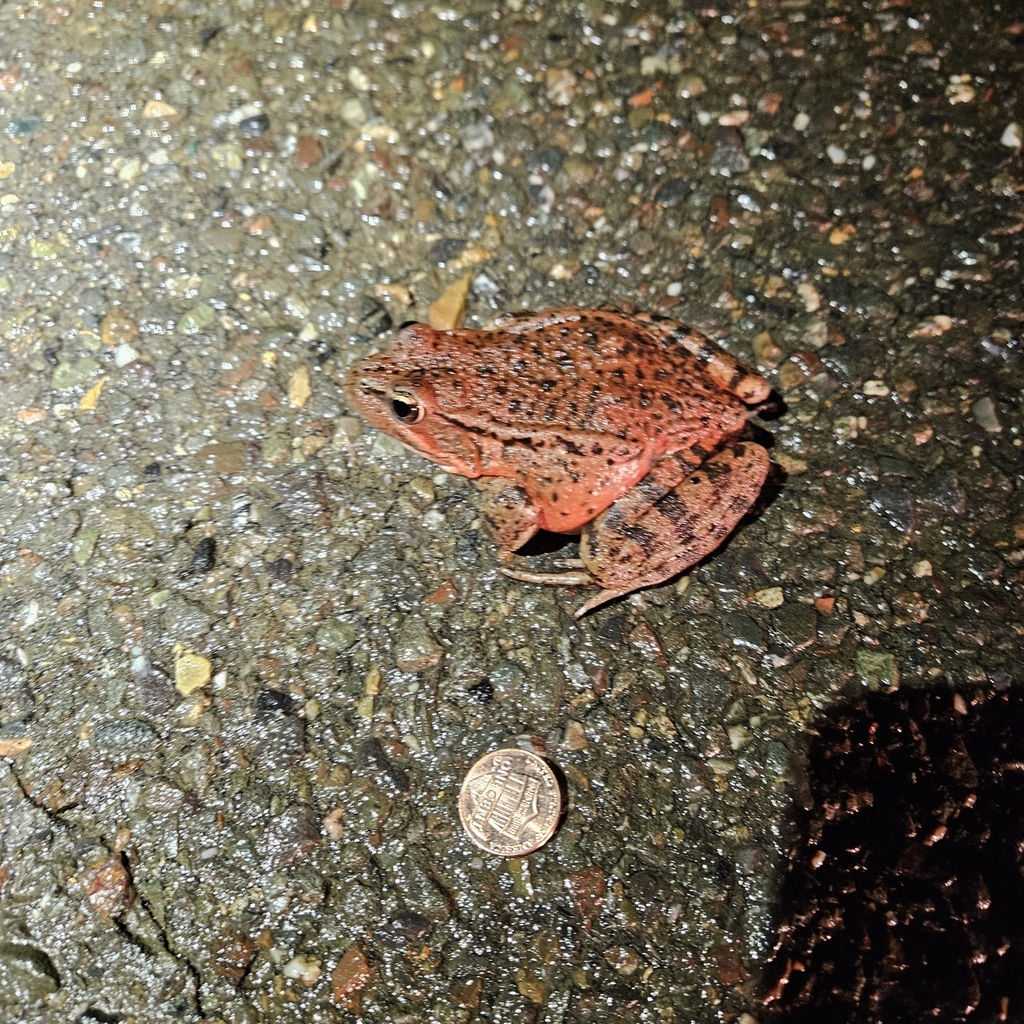 California Red-legged Frog in February 2024 by Craig of Sonoma ...