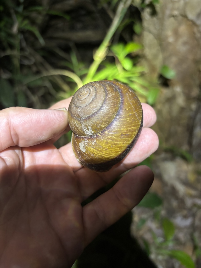Cooktown Bicoloured Snail from Iron Range, QLD, AU on February 1, 2024 ...
