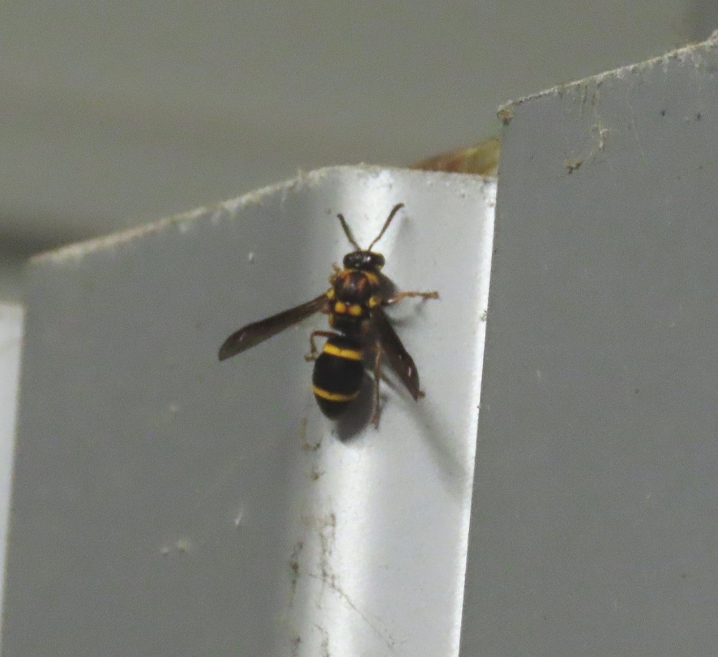 Euodynerus aspra from Wallaga Lake NSW 2546, Australia on January 30 ...