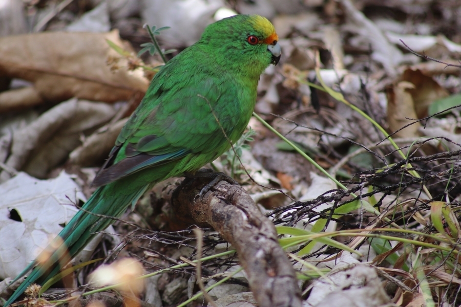 Malherbe's Parakeet in January 2024 by Rémi Bigonneau · iNaturalist