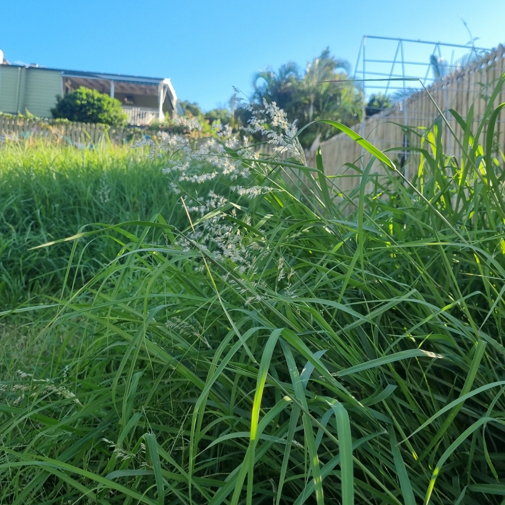 Natal grass from Toowong QLD 4066, Australia on February 2, 2024 at 05: ...