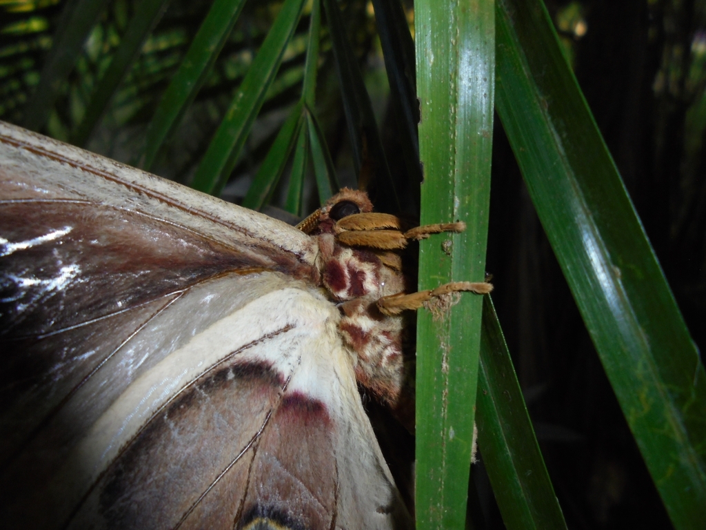 Attacus aurantiacus from CQ63+46, Kel. Ketsoblak, Pulau Dullah Sel ...
