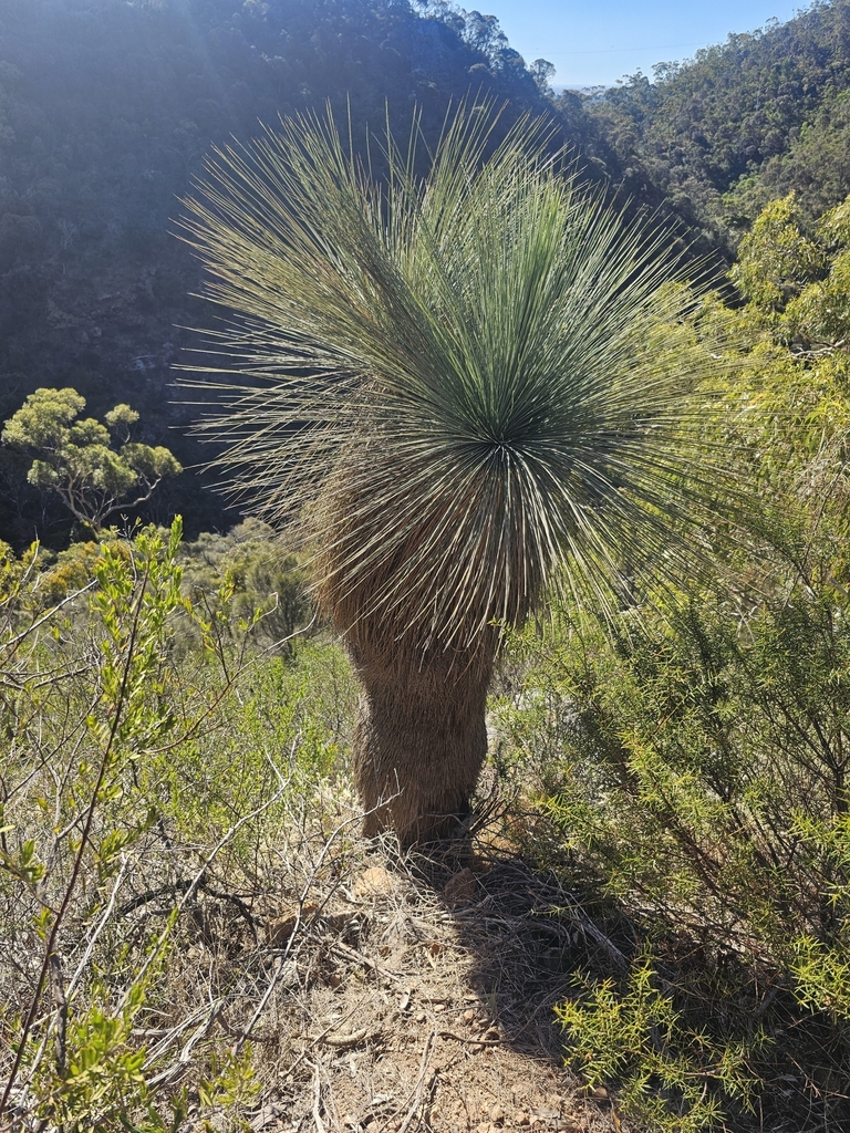 Yacka from Morialta Conservation Park, Woodforde SA 5072, Australia on ...