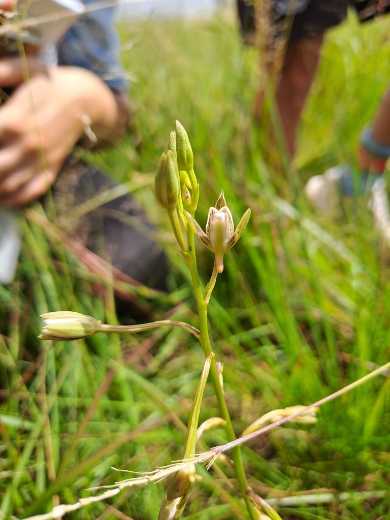 Drooping-Yawning Harlequin from Koedoespoort 456-Jr, Pretoria, 0186 ...