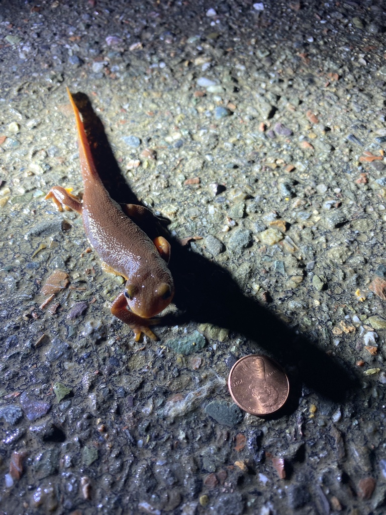 California Newt from Marin County, US-CA, US on February 1, 2024 at 06: ...