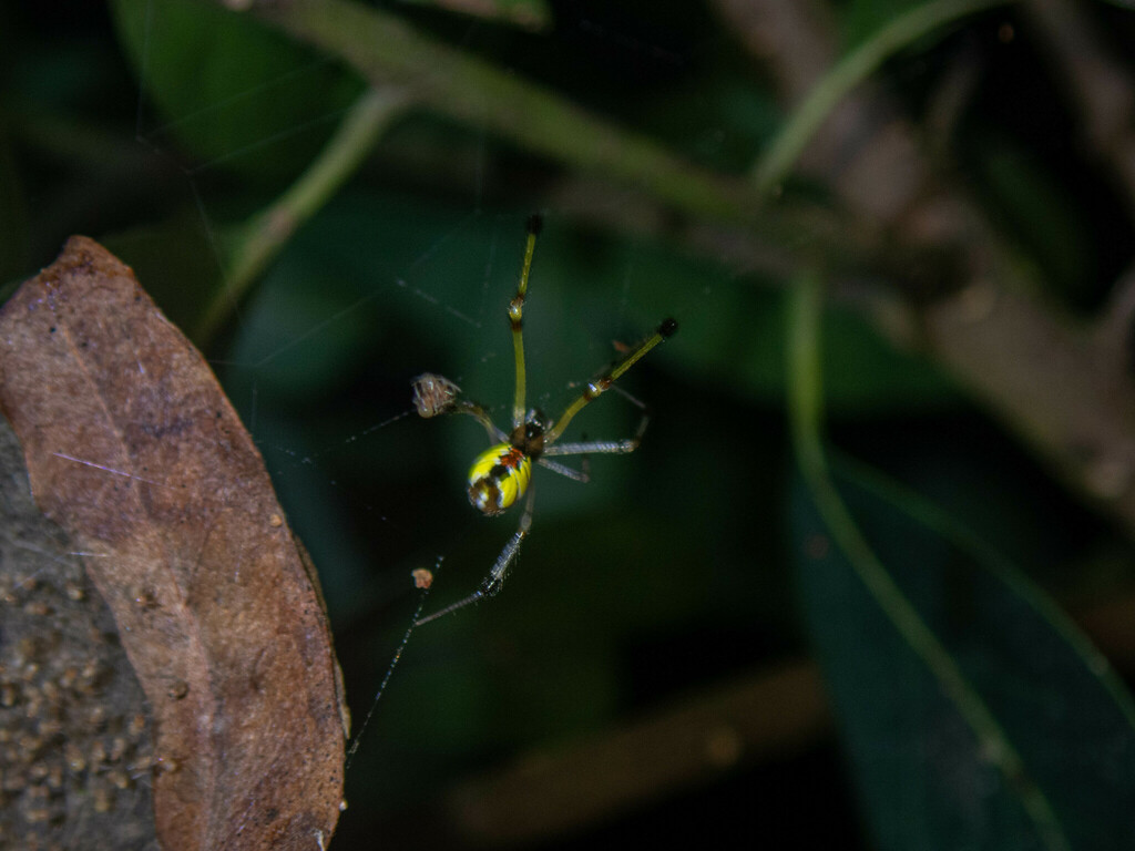Chrysso from Nkundwini, South Africa on January 18, 2024 at 07:49 PM by ...